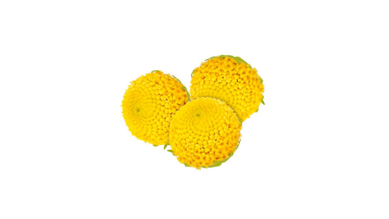Sechuan Buttons® - Bud Holland